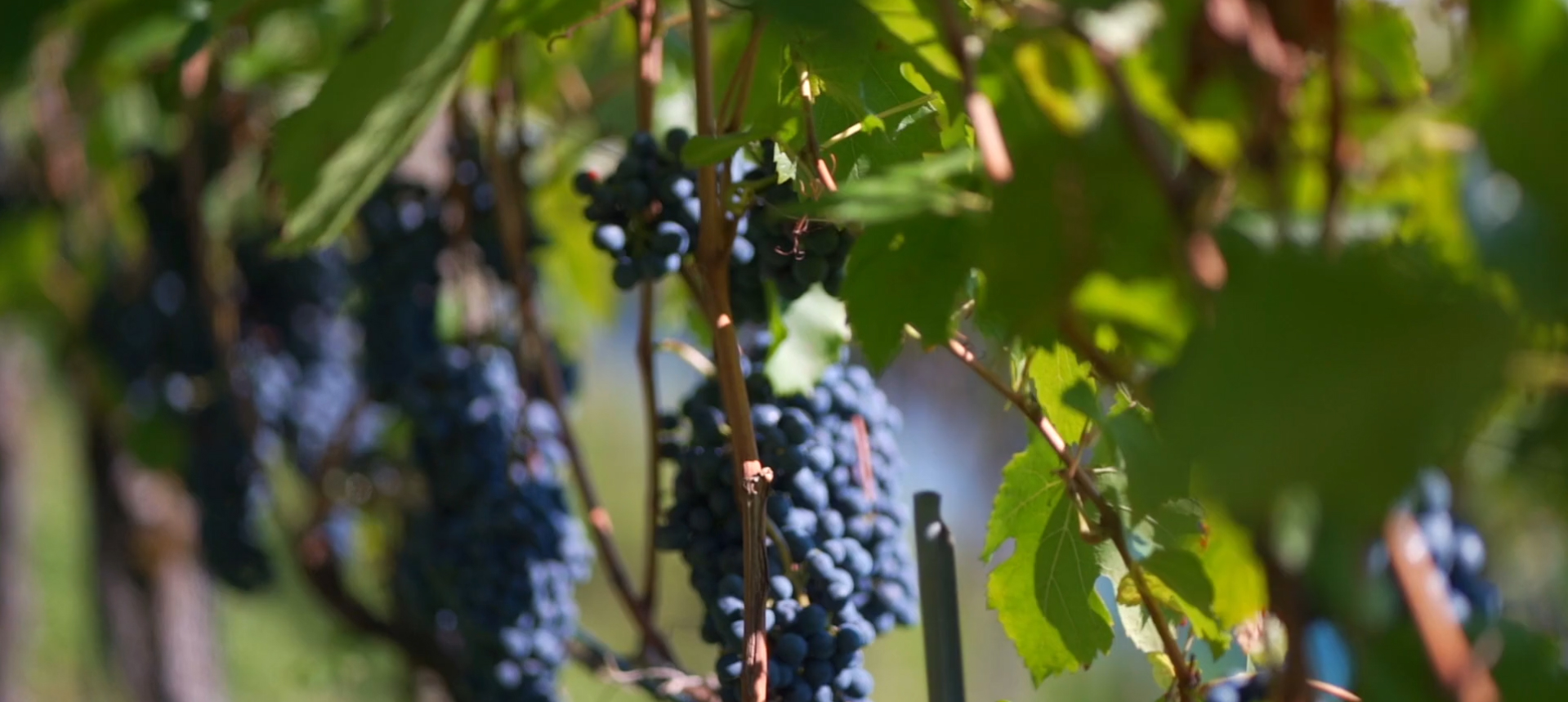 Software Vinificazione intelligente - Ampelide